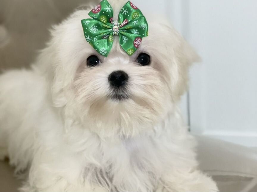 Красивый мальчик мальтезе