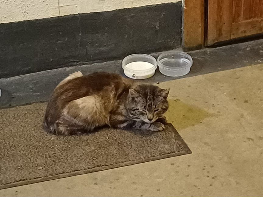 Кота тайского выкинули.Нужен дом