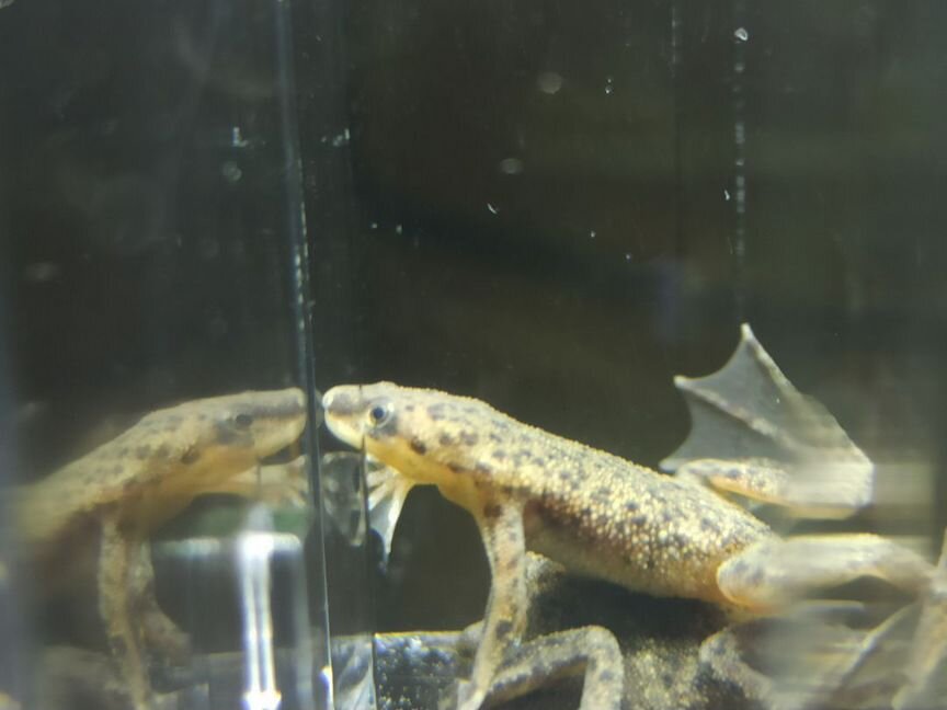 Аквариумные лягушки 2шт