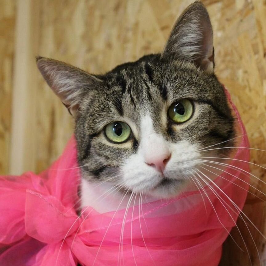 Виталик кот