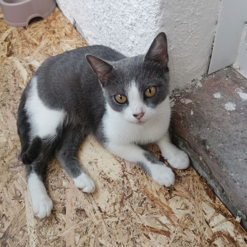 Кошка в дар бесплатно