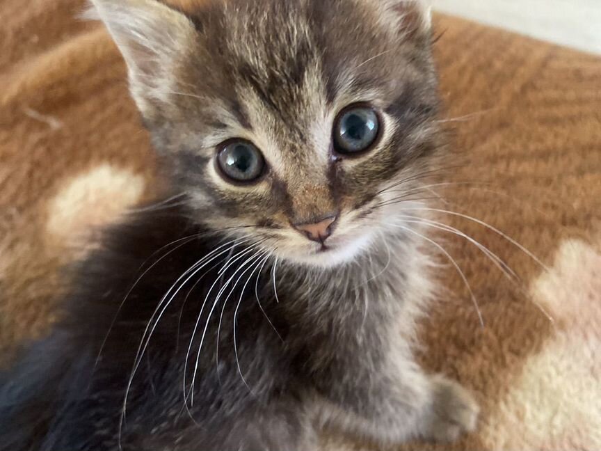 Кошки