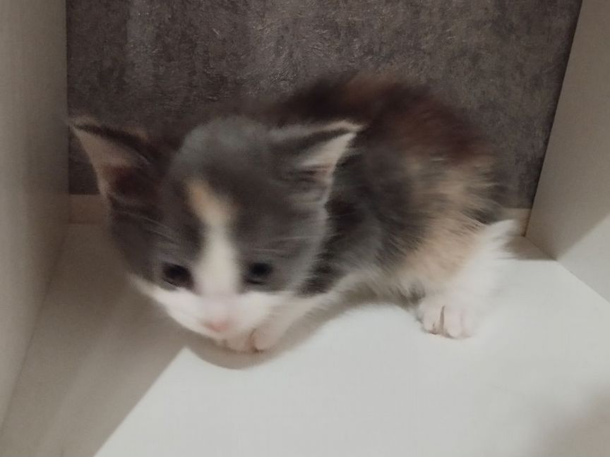 Отдам котенка британец