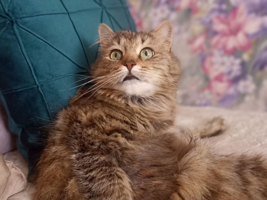 Кошечка стерилизована 8 месяцев ласковая