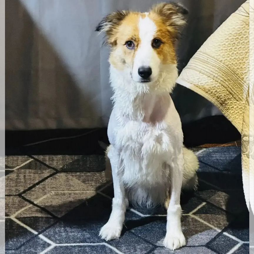 Взрослая собака в добрые руки