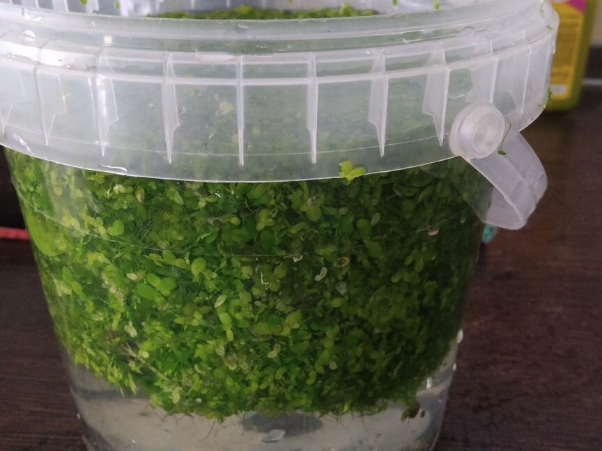 Отдам ряску