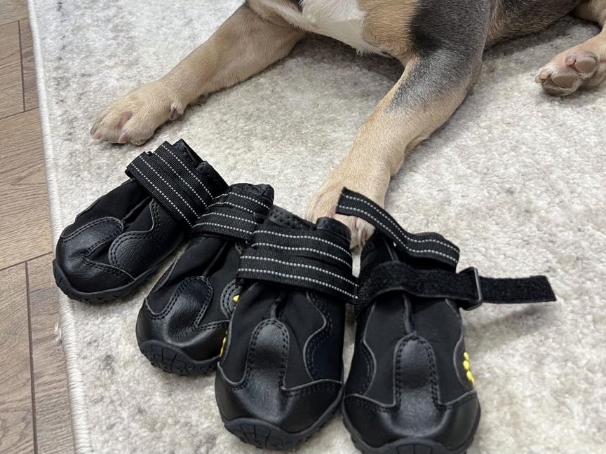 Ботиночки для собак