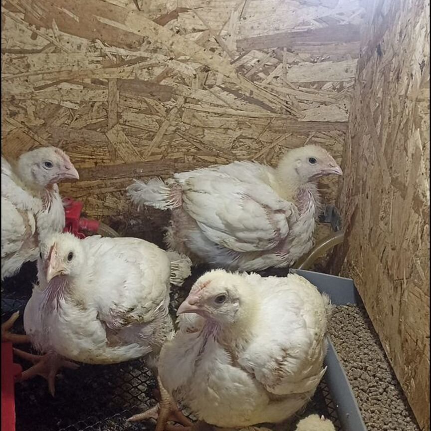 Цыплята бройлеры подрощенные Кобб 500