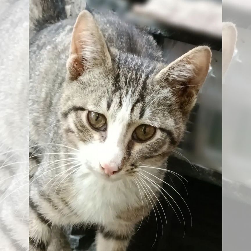 Котёнок в добрые руки