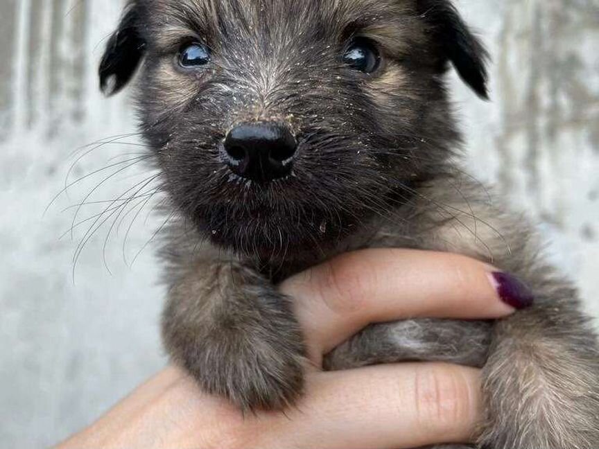 Маленький Ракета ищет дом