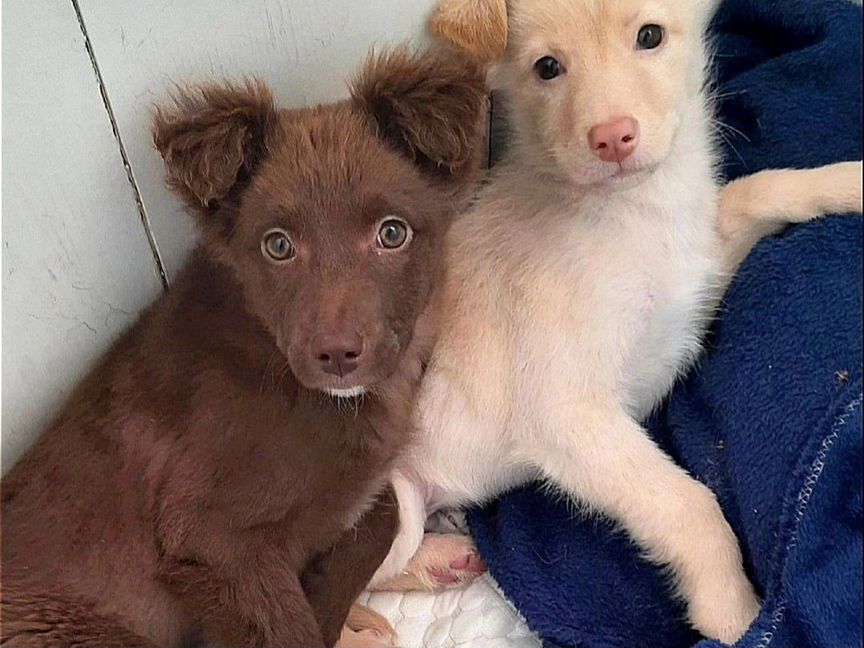 Собака в добрые руки щенок