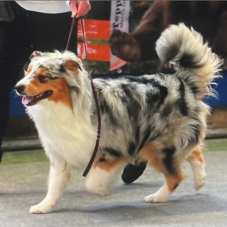 Австралийская овчарка, вязка