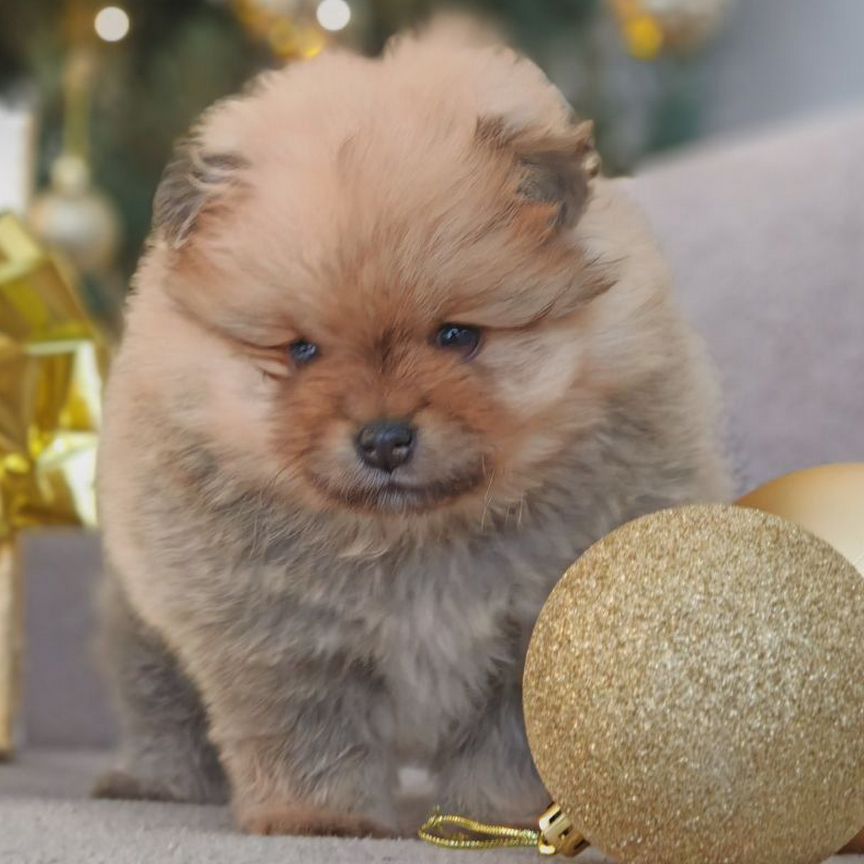 Померанский шпиц девочка медвежонок