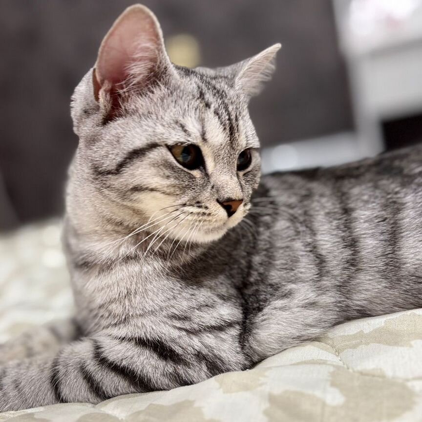 Шотландский прямоухий короткошёрстный котёнок