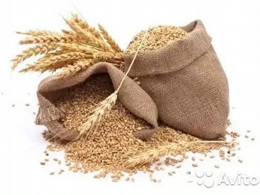 Пшеница