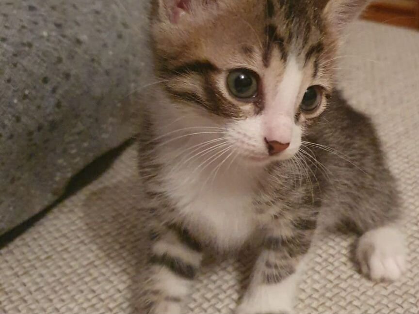Котята Бесплатно в добрые руки