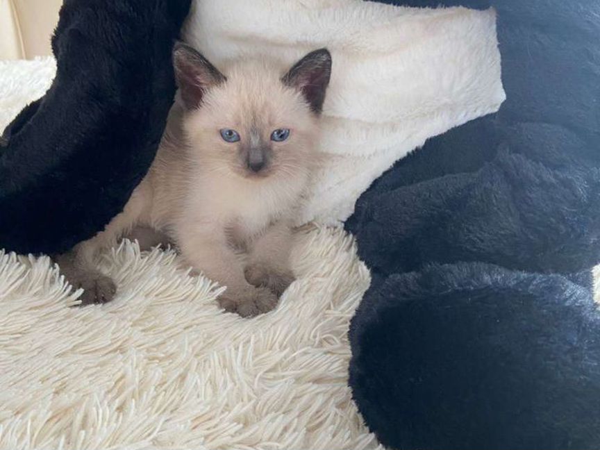 Тайские котята