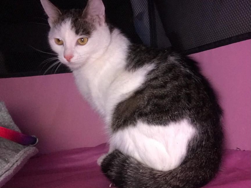 Ласковая кошка подросток в дар