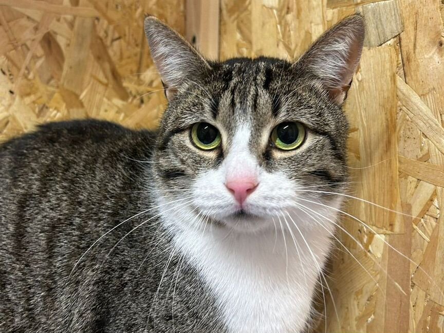 Кот Виталик в добрые руки