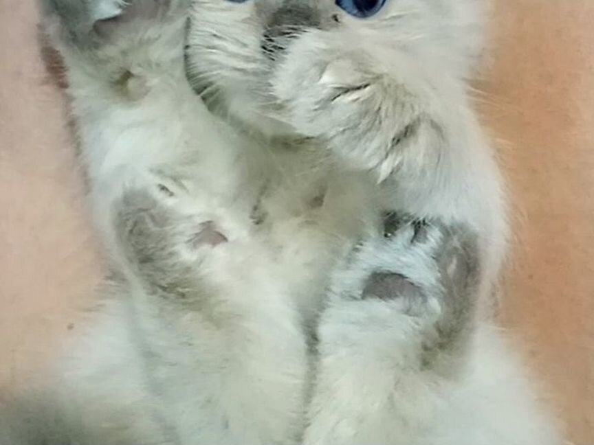 Котята Невские маскарадные