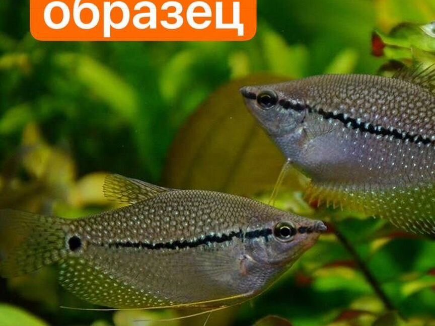Рыба Гурами жемчужный