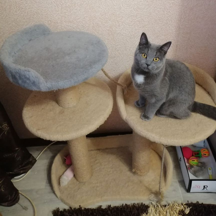 Шотландский вислоухий короткошёрстный котёнок