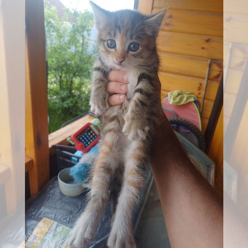 Котёнок в добрые руки