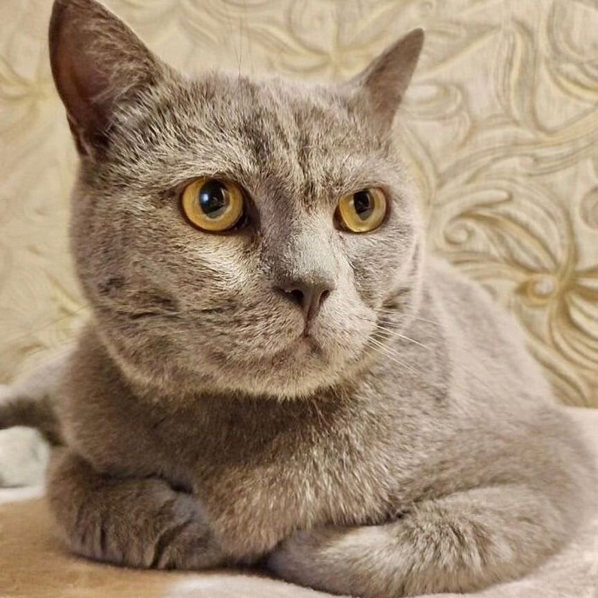 Британский короткошёрстный, взрослый кот