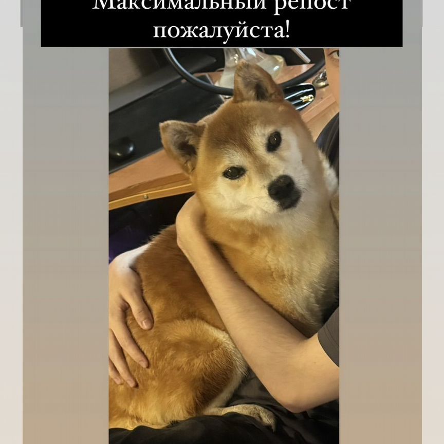 Потерялась Сиба-ину