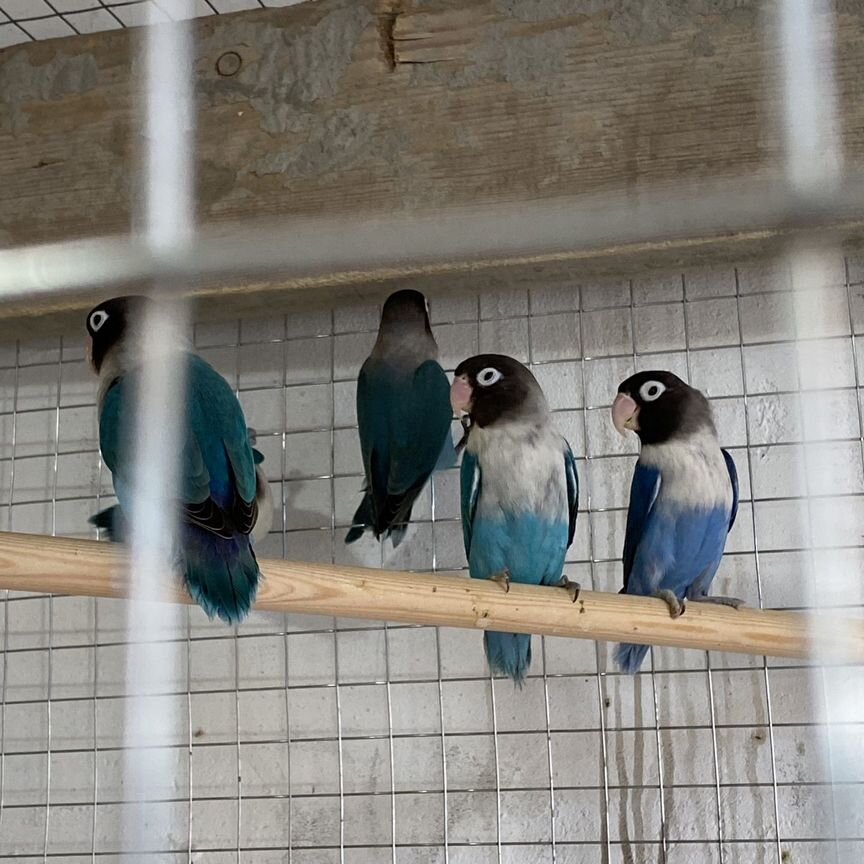 Попугаи неразлучники