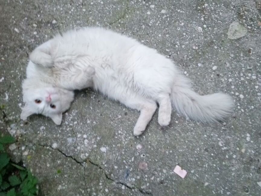 Турецкая ангора