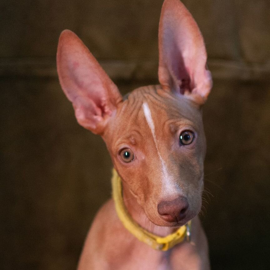 Чирнеко дель Этна щенок девочка