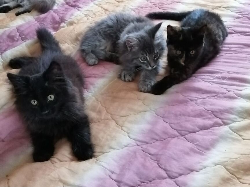 Котёнок в добрые руки бесплатно