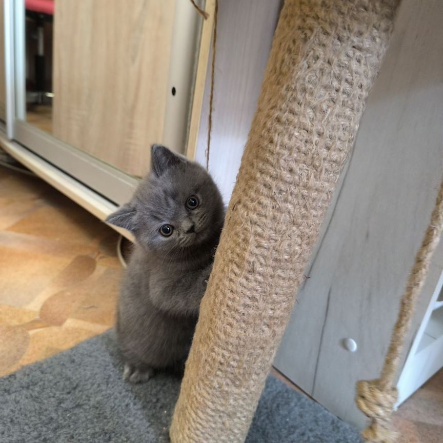 Котёнок британская короткошерстная, мальчик