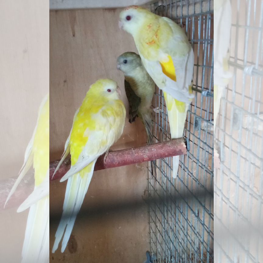 Певчие попугаи