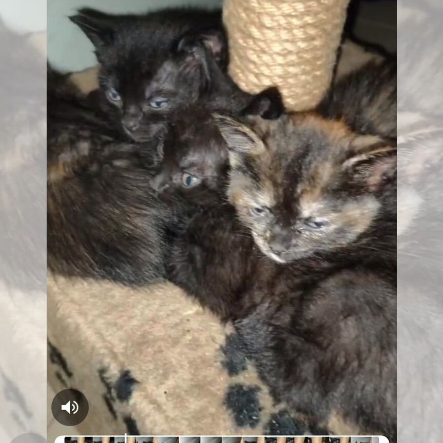 Котята