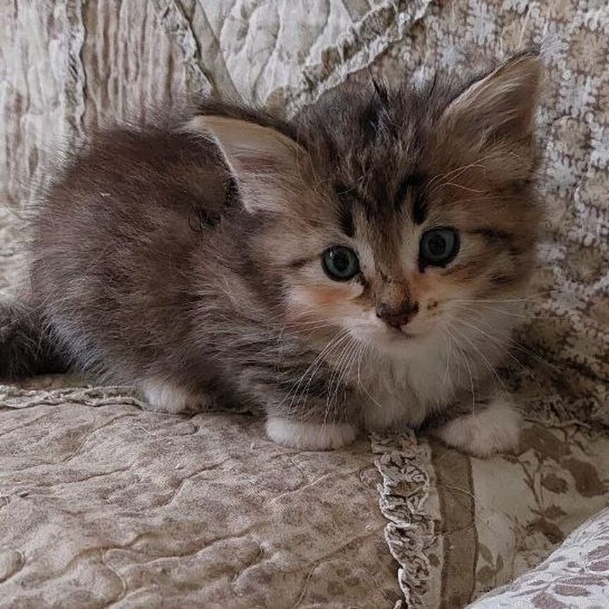 Котёнок