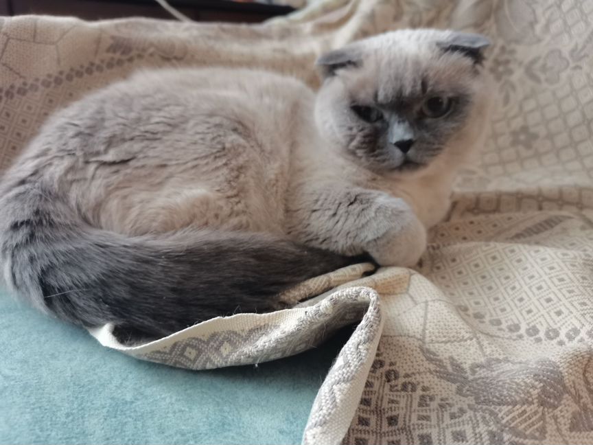 Шотландская вислоухая кошечка бесплатно