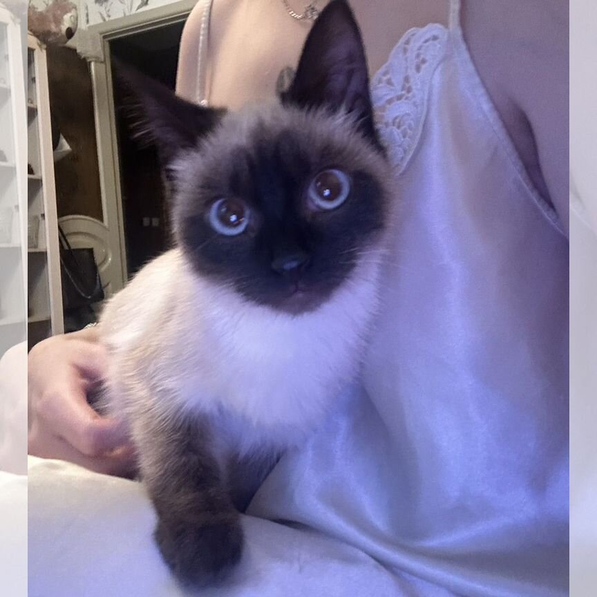 Сиамский котёнок