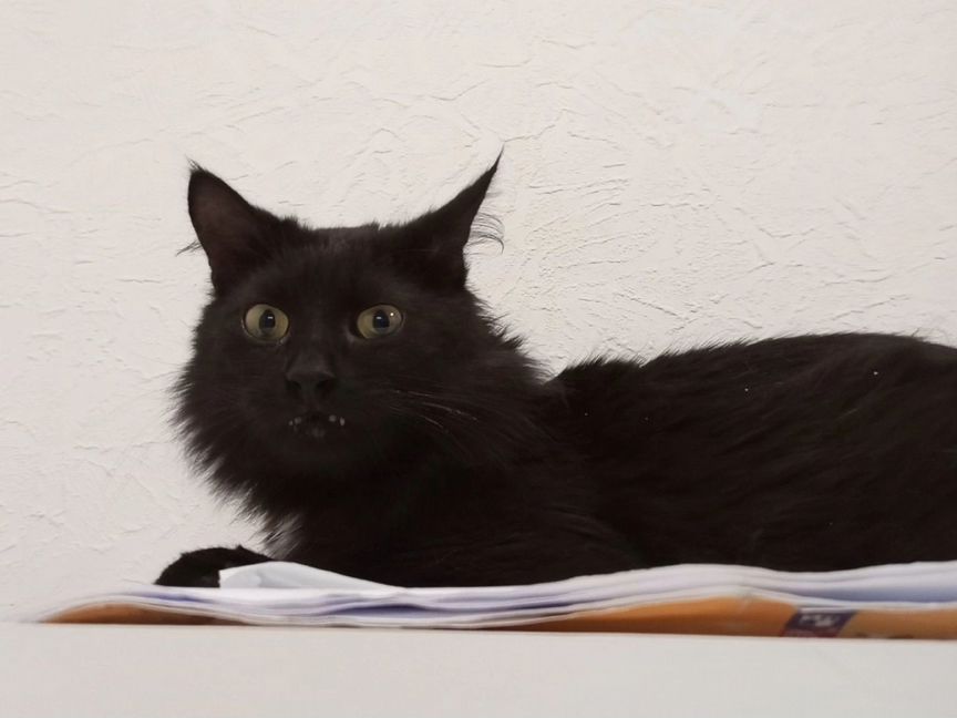 Кот Блэк