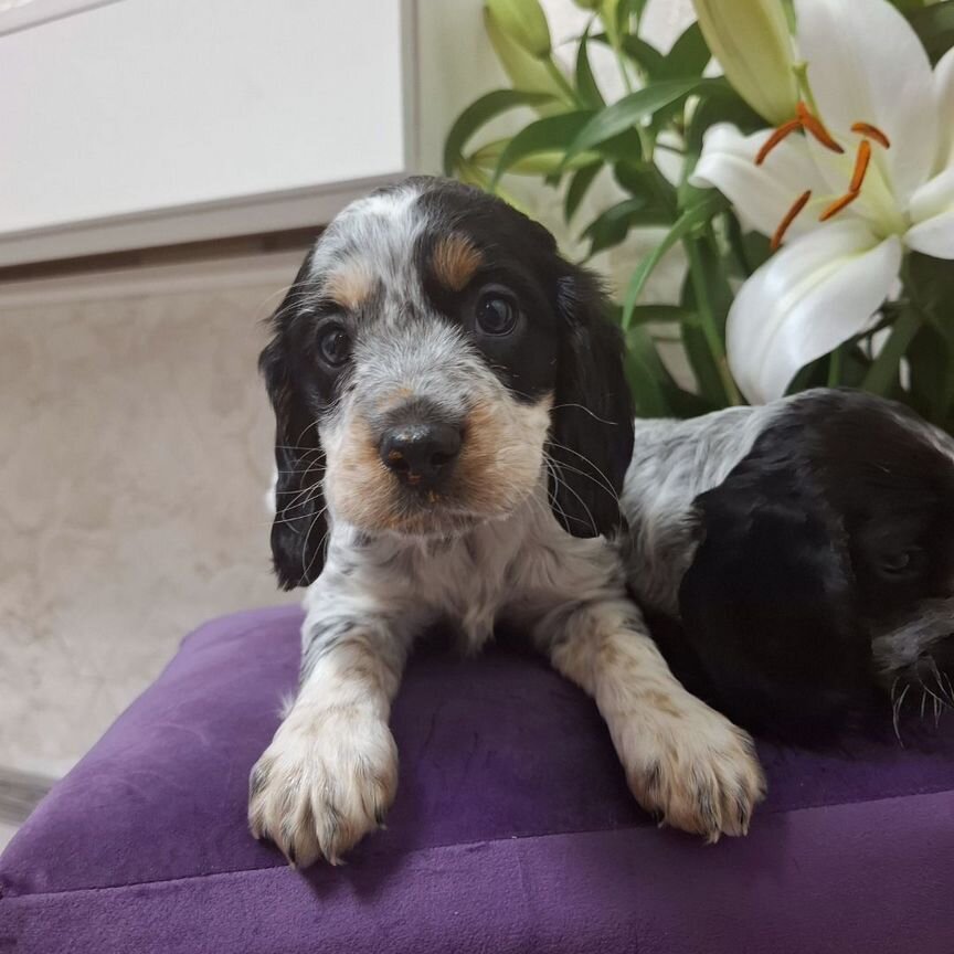 Щенки русского спаниеля