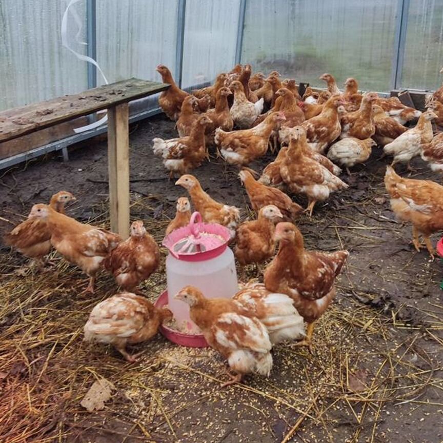 Цыплята мини мясная палевая