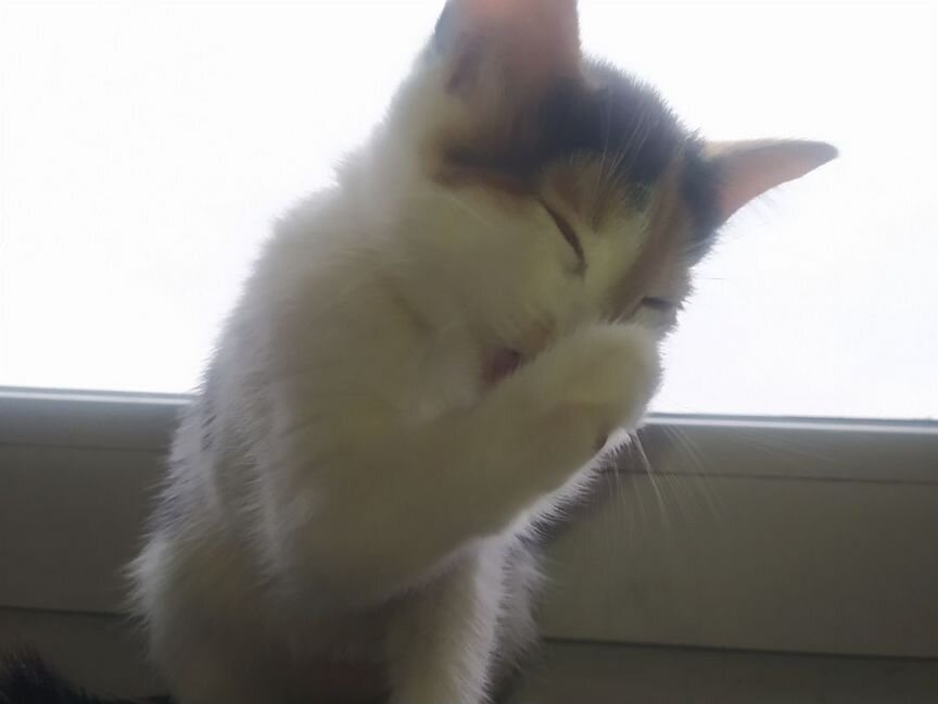 Котята