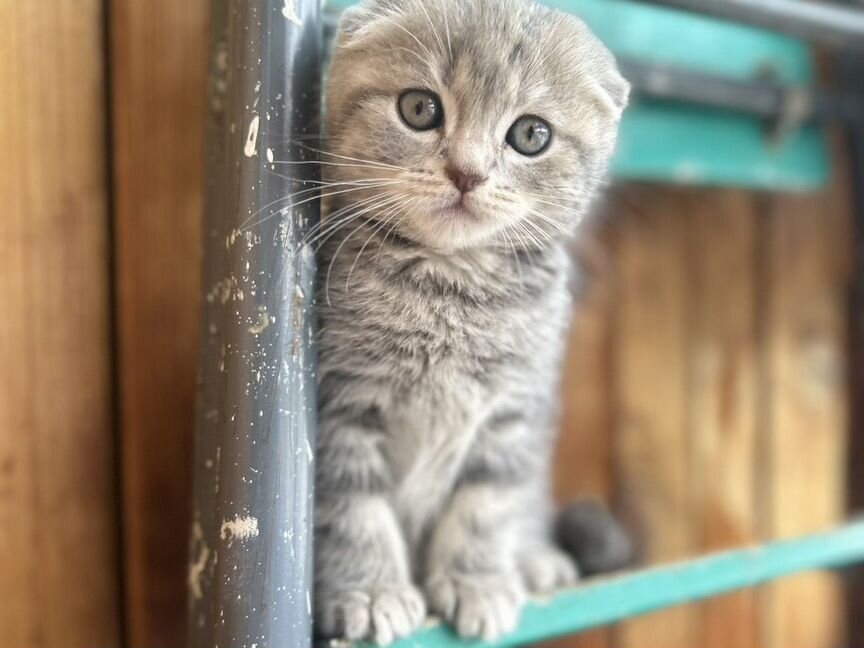 Вислоухая девочка