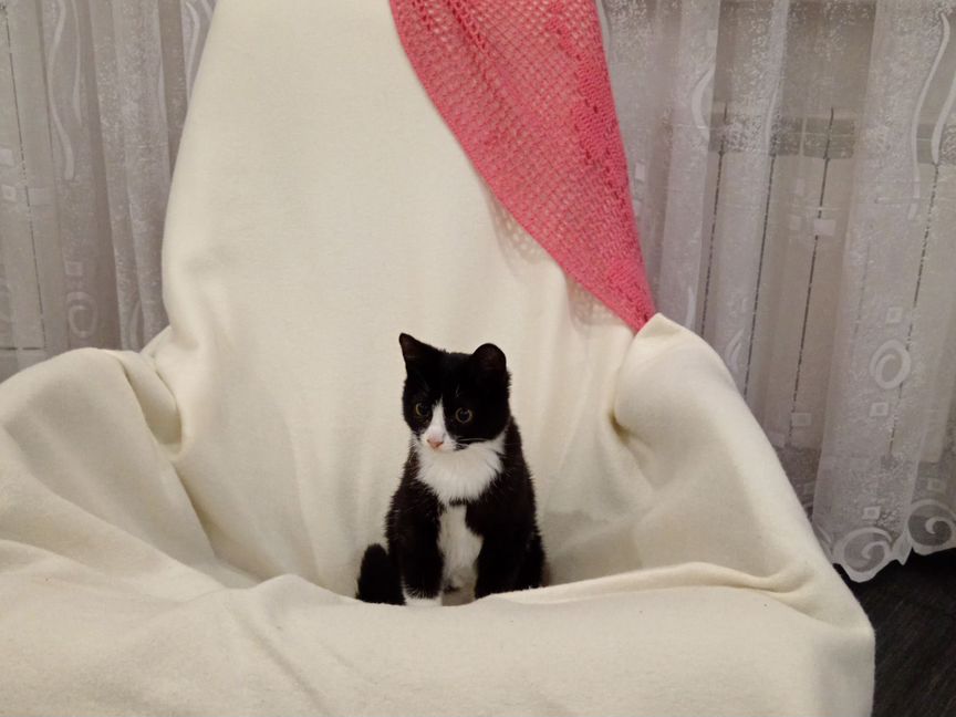 Отдадим отличного котика