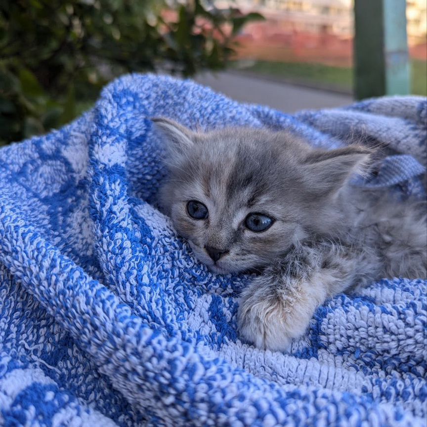 Отдам котят в добрые руки