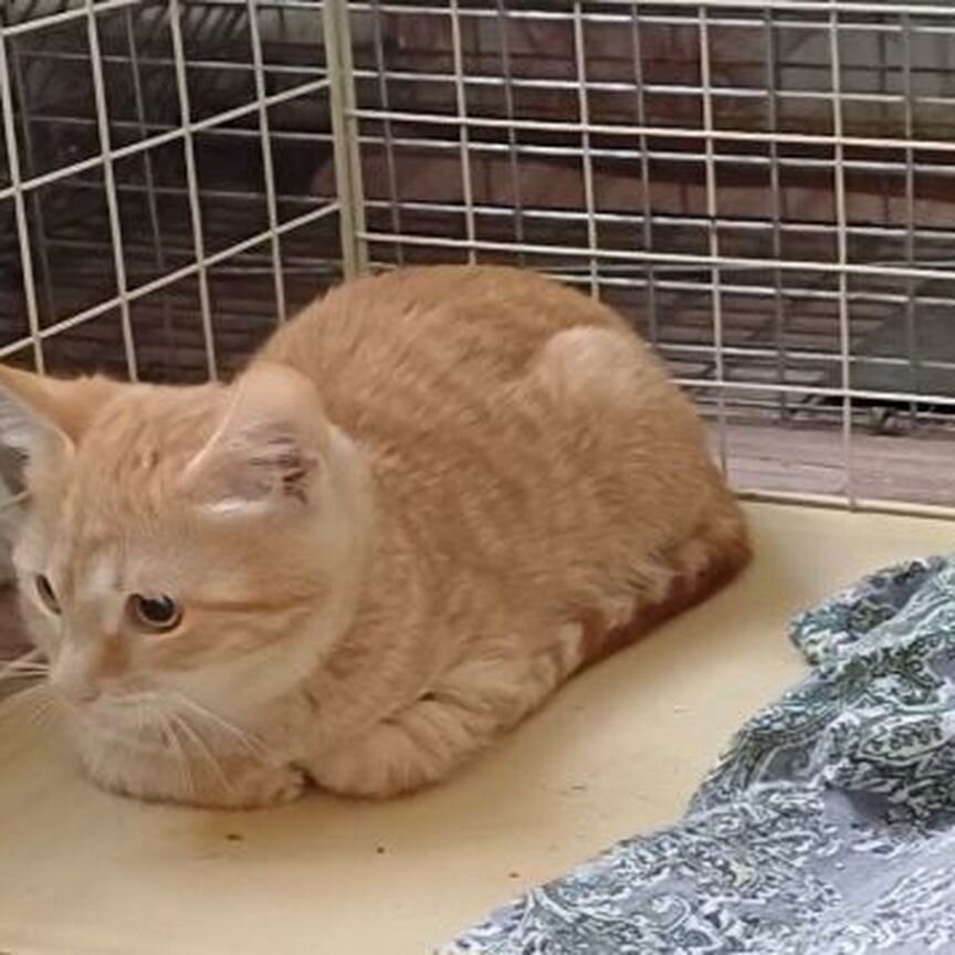 Кошечка 3.5мес очень хорошая