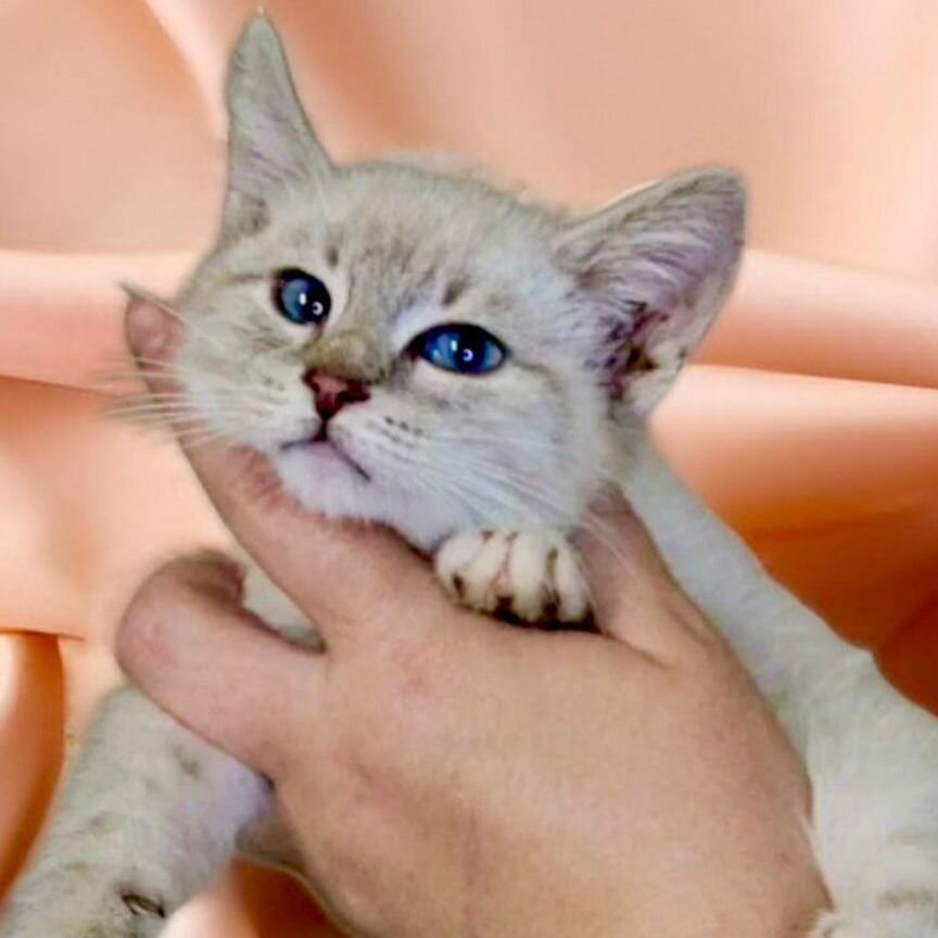 Маленький котик Антрекотик в добрые руки