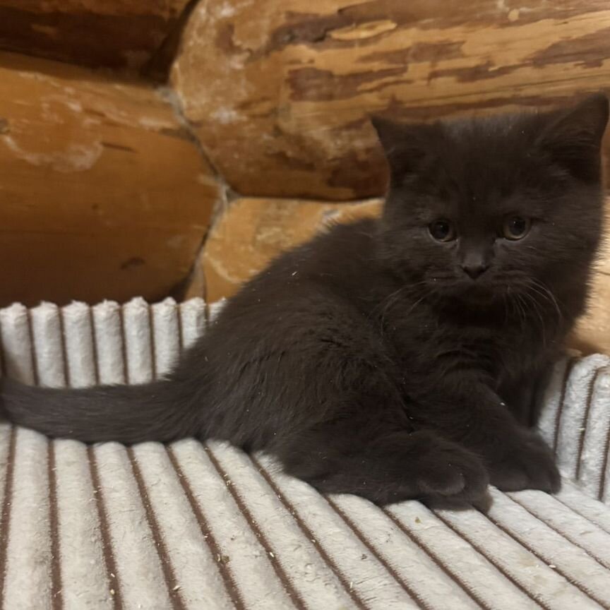 Британский короткошёрстный котёнок