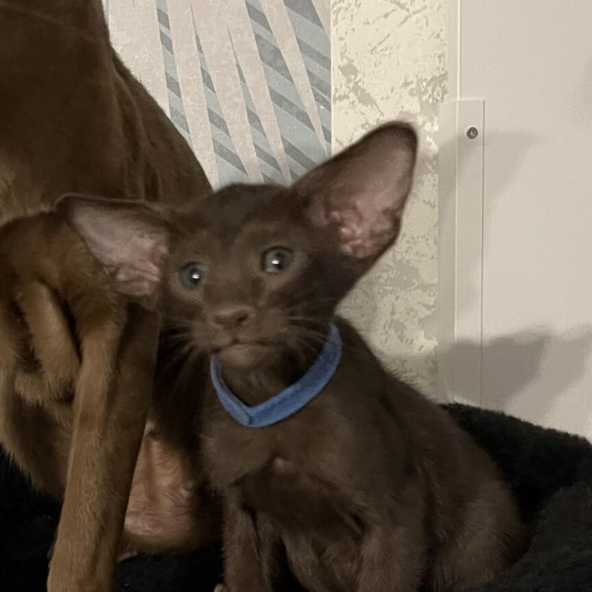 Ориентальный котёнок